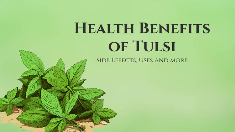 Health Benefits of Tulsi: Side Effects, Uses and more
